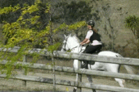 Pferd GIFs - Get the best gif on GIFER