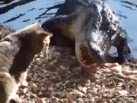 Crocodiles GIFs - Get the best gif on GIFER