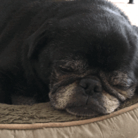 Mop GIFs - Get the best gif on GIFER