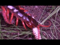 Centipede GIFs - Get the best gif on GIFER