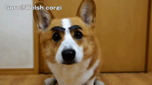Goro the corgi GIF - Conseguir o melhor gif em GIFER