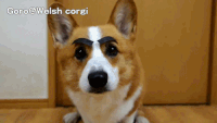 Welsh GIFs - Get the best gif on GIFER