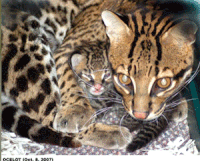 Ocelot GIFs - Get the best gif on GIFER