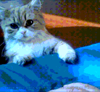 Tender GIFs - Get the best gif on GIFER