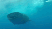 Whale sharks GIF - Conseguir o melhor gif em GIFER