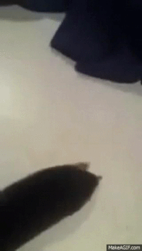 Burrow GIFs - Get the best gif on GIFER