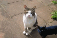 Catty GIFs - Get the best gif on GIFER