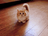 Mignon GIFs - Get the best gif on GIFER