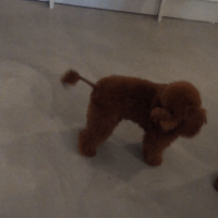 Пудель GIFs - Get the best gif on GIFER