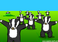 Badger GIFs - Get the best gif on GIFER