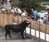 Bull GIFs - Get the best gif on GIFER