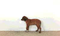 Grow GIFs - Get the best gif on GIFER