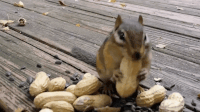 Chipmunks GIFs - Get the best gif on GIFER