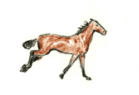 Pferd GIFs - Get the best gif on GIFER