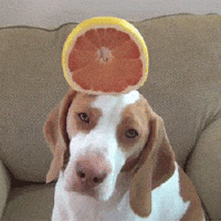 Grapefruit GIFs - Get the best gif on GIFER