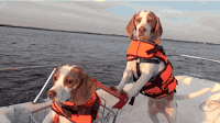 Boats GIFs - Get the best gif on GIFER