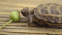 Tortoise GIFs - Get the best gif on GIFER
