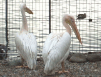 Pelican GIFs - Get the best gif on GIFER