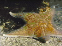 Starfish GIFs - Get the best gif on GIFER