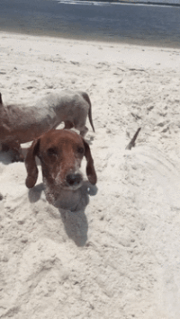 Bury GIFs - Obtenez le meilleur gif sur GIFER
