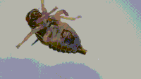Wasp GIFs - Get the best gif on GIFER