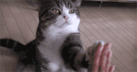 Friendly GIFs - Get the best gif on GIFER