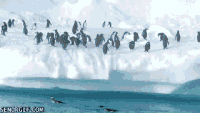 Antarctica GIFs - Get the best gif on GIFER