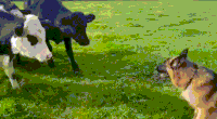 Herding GIFs - Get the best gif on GIFER