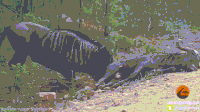 Wildebeest GIFs - Get the best gif on GIFER