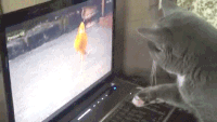 Swat GIFs - Get the best gif on GIFER