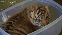 Tupperware GIFs - Get the best gif on GIFER