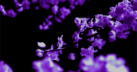 Purple GIFs - Get the best gif on GIFER