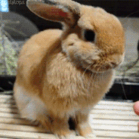 Wot GIFs - Get the best gif on GIFER