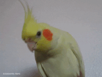 Cockatiels GIFs - Get the best gif on GIFER