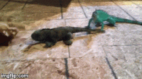 Iguana GIF - Conseguir el mejor gif en GIFER