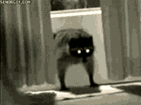 Dingus гифки, анимированные GIF изображения dingus - скачать гиф ...