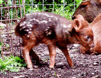 Pudu GIFs - Get the best gif on GIFER