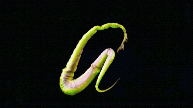 Parasites GIF - Conseguir o melhor gif em GIFER