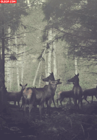 Bosque GIF - Conseguir el mejor gif en GIFER