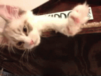 Рэгдолл GIFs - Get the best gif on GIFER