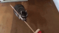 Sweep GIFs - Get the best gif on GIFER