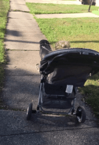 Strollers GIF - Conseguir el mejor gif en GIFER