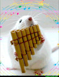 Flute GIFs - Get the best gif on GIFER