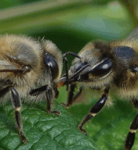 Inventor GIFs - Get the best gif on GIFER