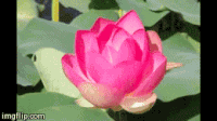 Lotus GIFs - Get the best gif on GIFER