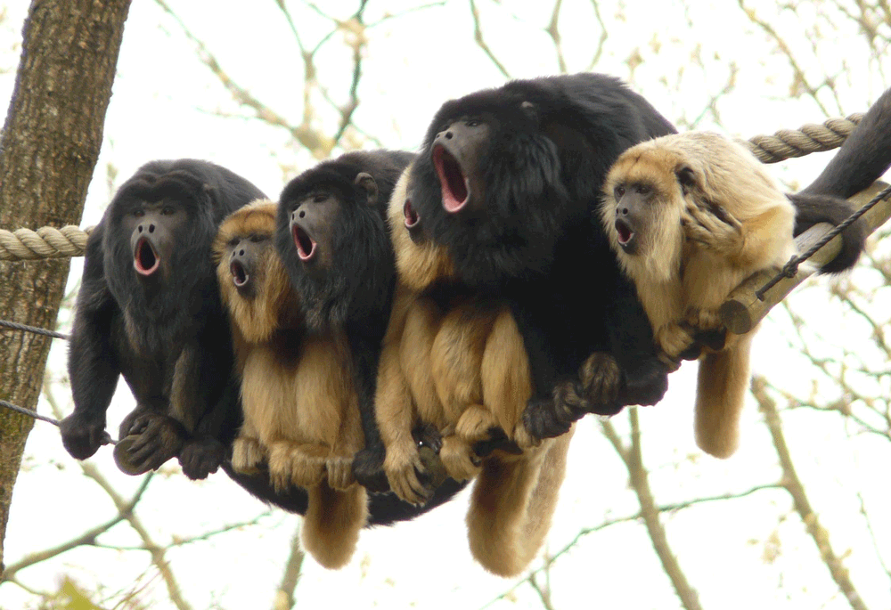 Hypnomonkeys GIFs - Get the best gif on GIFER