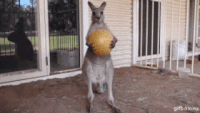 Australia GIFs - Get the best gif on GIFER