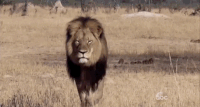 Hunting GIFs - Get the best gif on GIFER