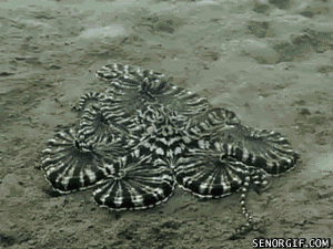 Mimic octopus GIF - Conseguir o melhor gif em GIFER