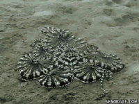 Octopus GIFs - Get the best gif on GIFER